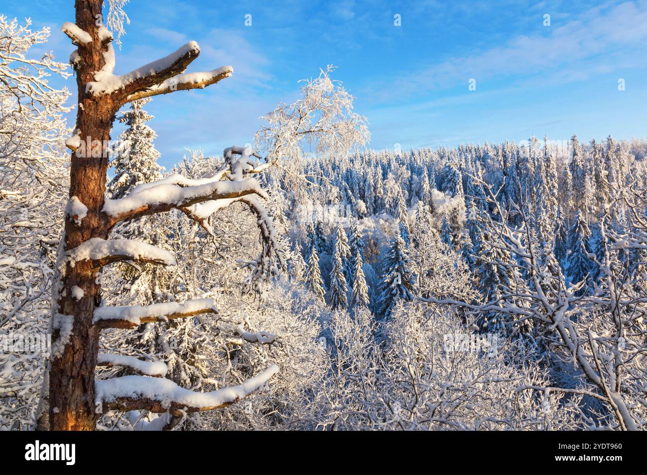 Forest landscape view with a old snag in winter Stock Photo - Alamy
