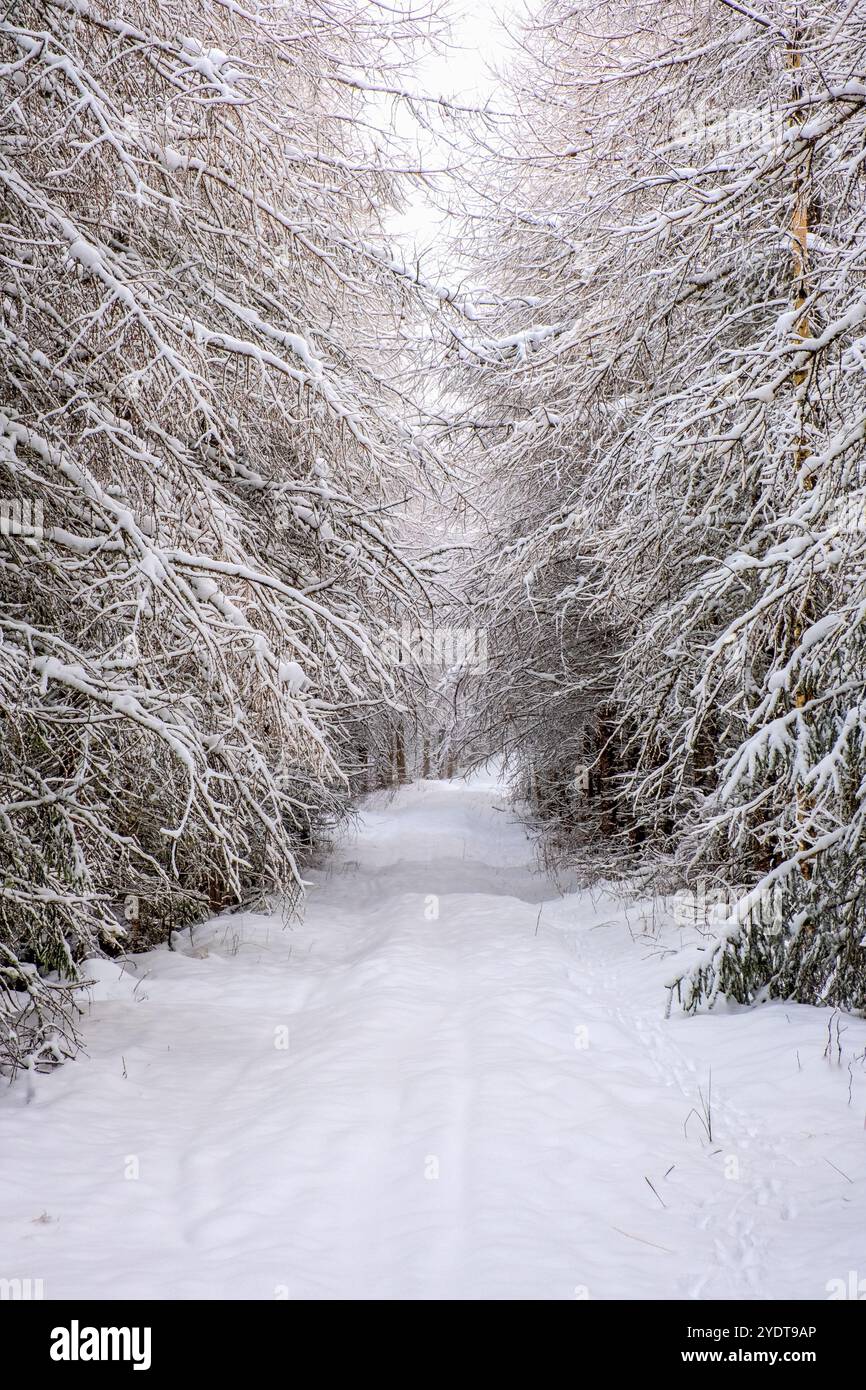 Long hanging tree branches white hi-res stock photography and images ...