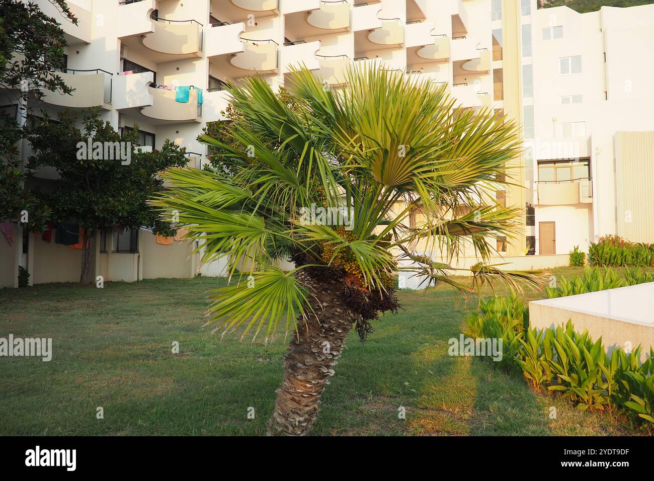 Dates palm. The Arecaceae is a family of perennial, flowering plant in ...