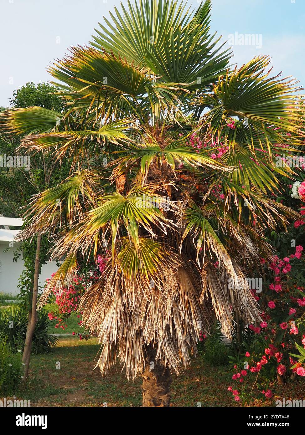 Dates palm. The Arecaceae is a family of perennial, flowering plant in ...