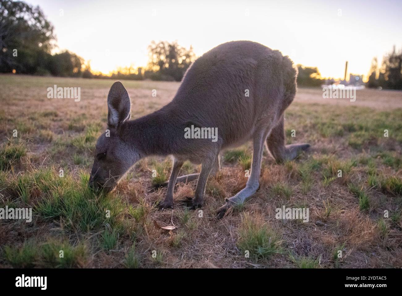 A kangaroo stands alert on a grassy field at dusk. The lighting casts ...
