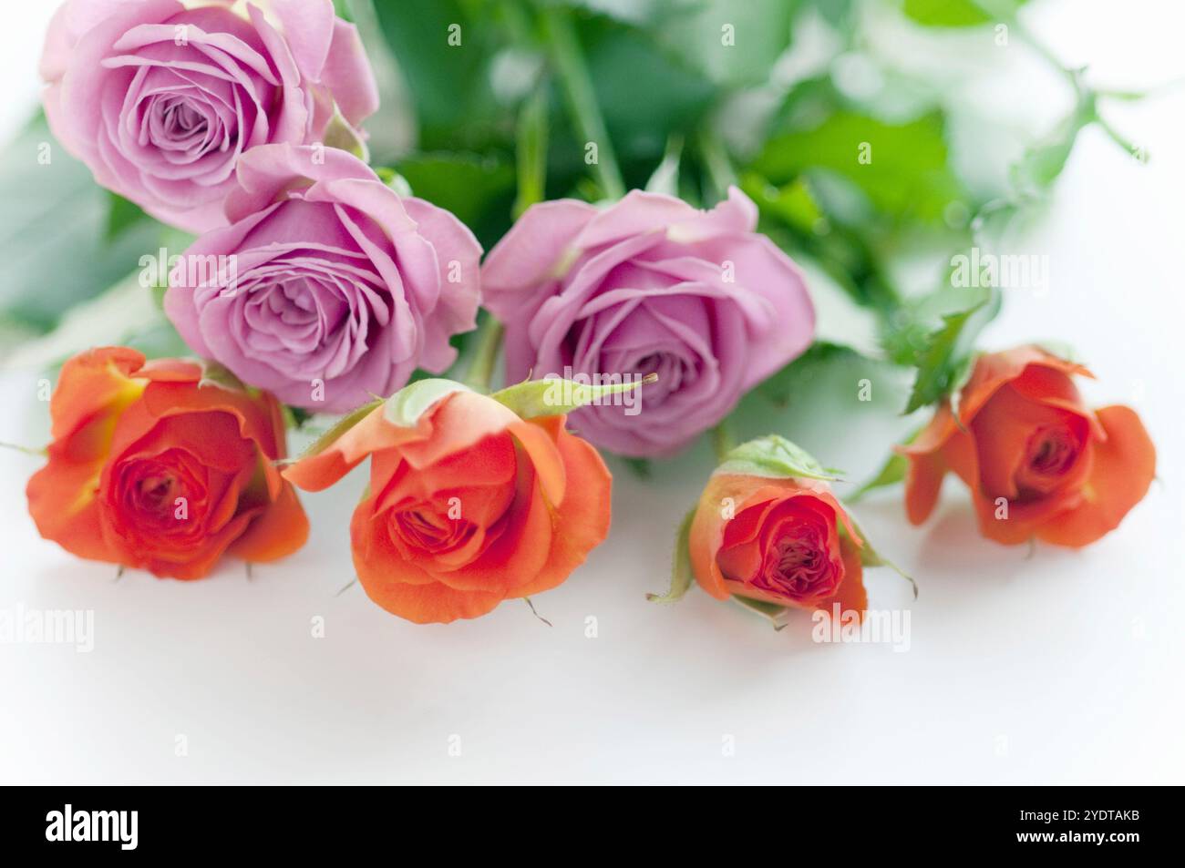 Orange pink color hi-res stock photography and images - Alamy