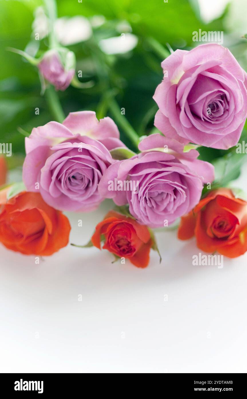 Orange and pink roses hi-res stock photography and images - Alamy