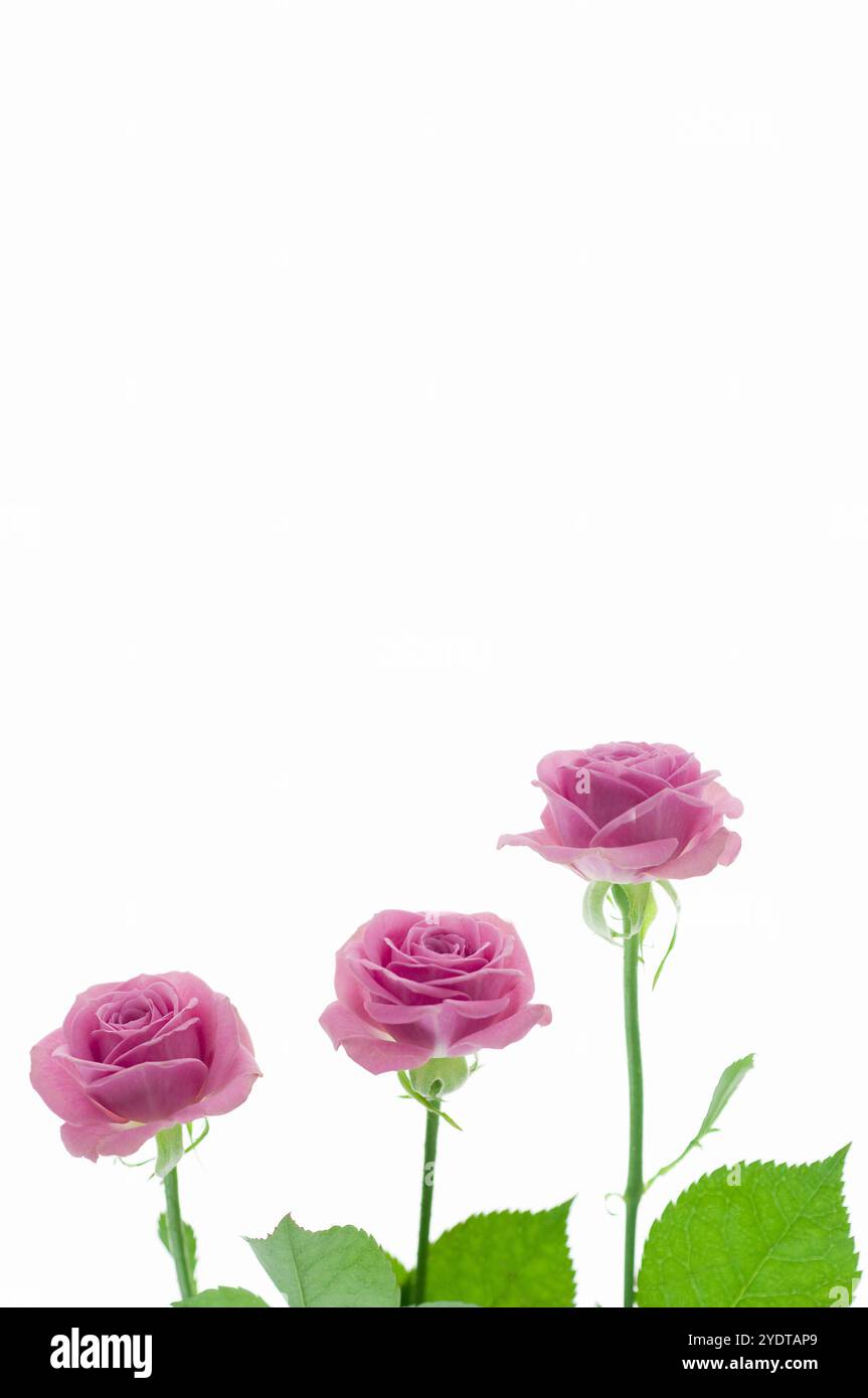Three pink roses Stock Photo - Alamy
