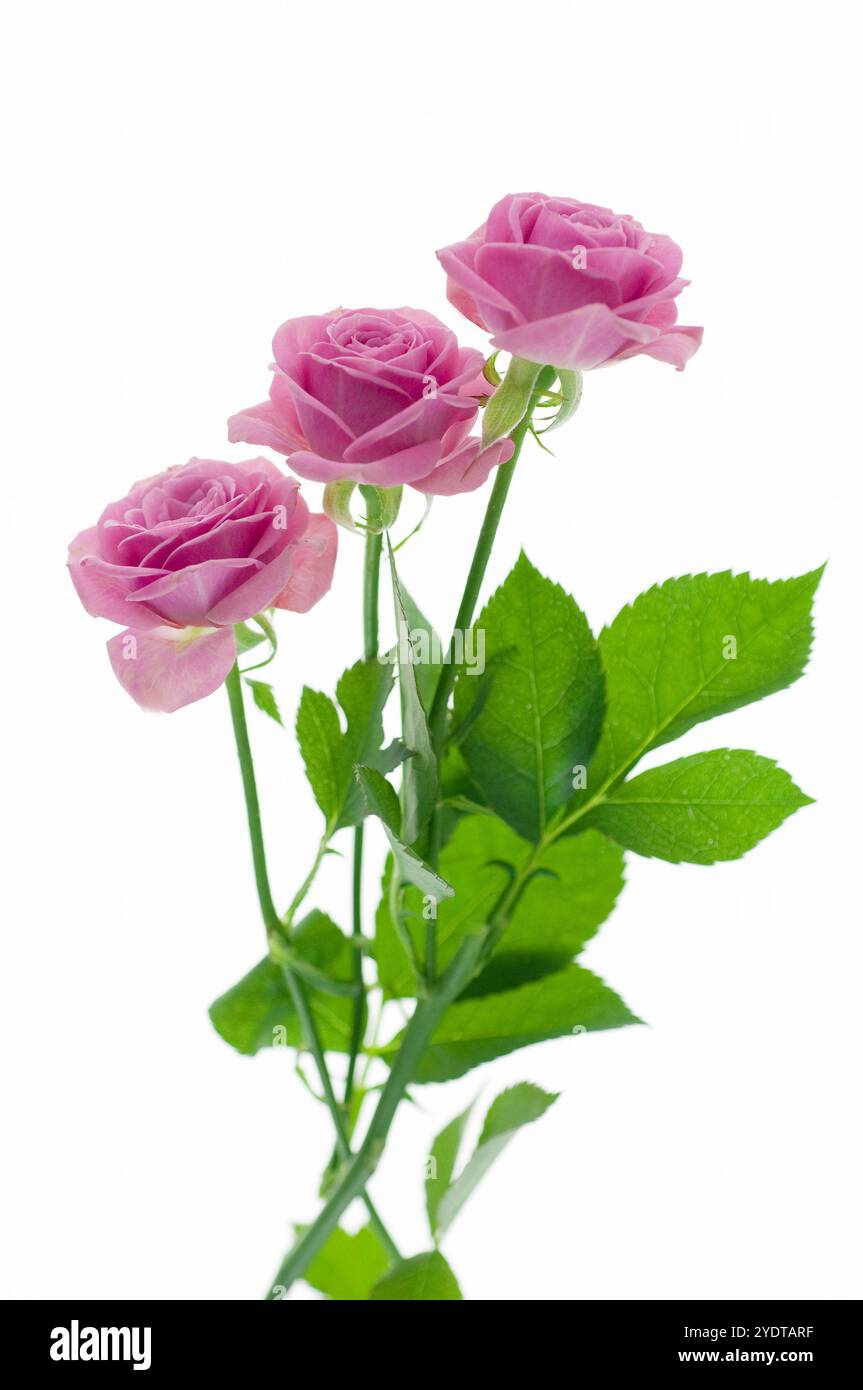 3 pink roses hi-res stock photography and images - Alamy