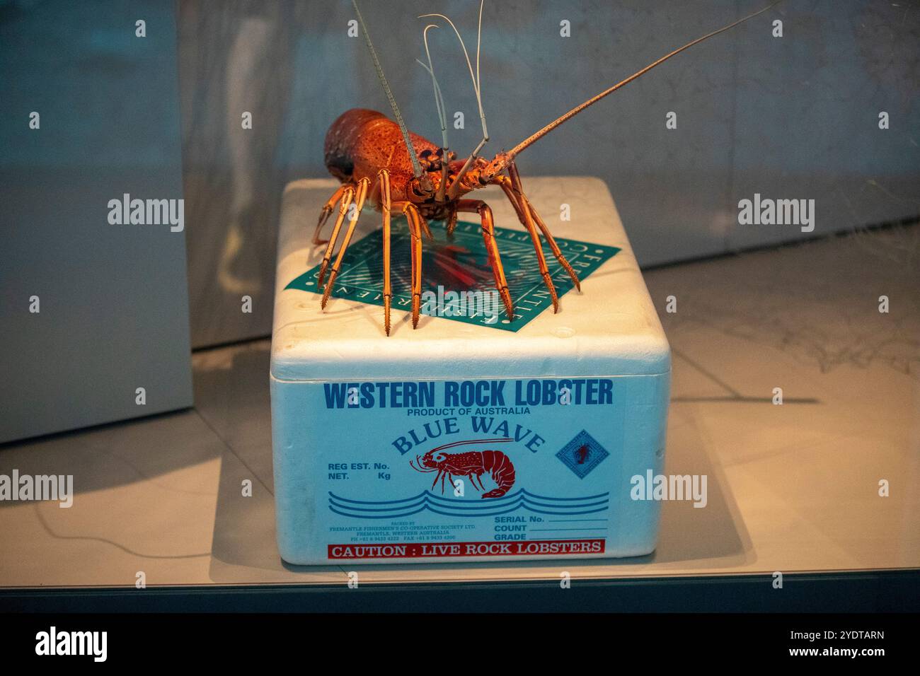 A display featuring a Western Rock Lobster model placed on top of a ...