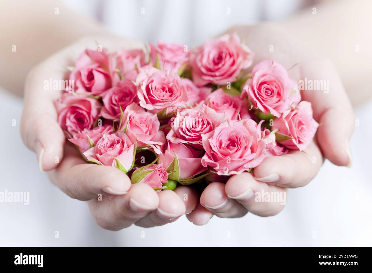 Hand pink roses hi-res stock photography and images - Alamy