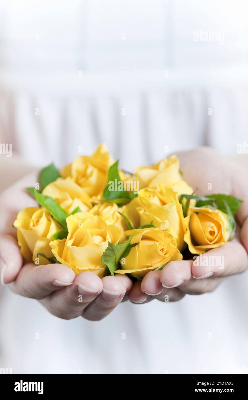Human palm yellow flowers hi-res stock photography and images - Alamy