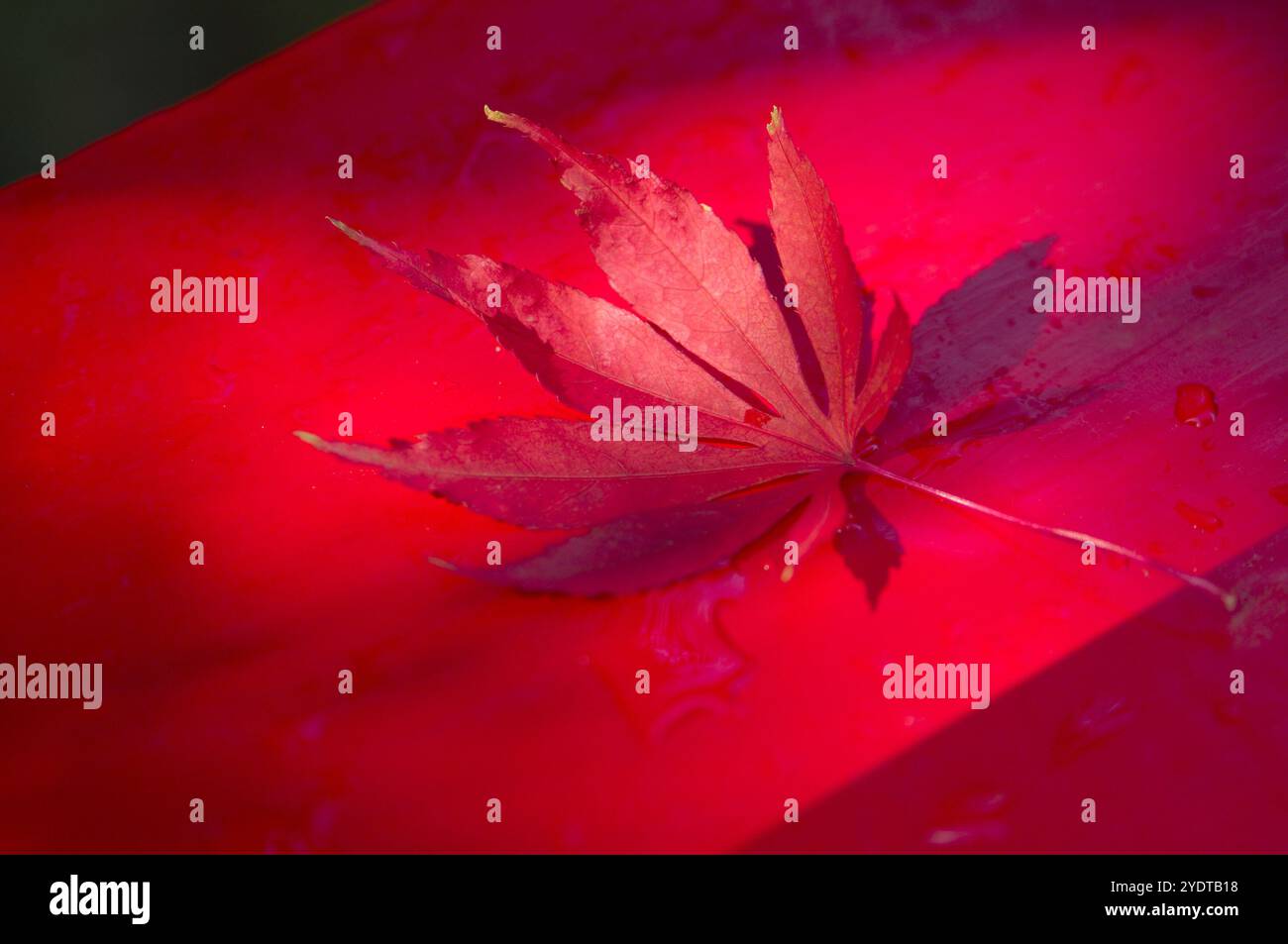Maple tree on red board Stock Photo - Alamy