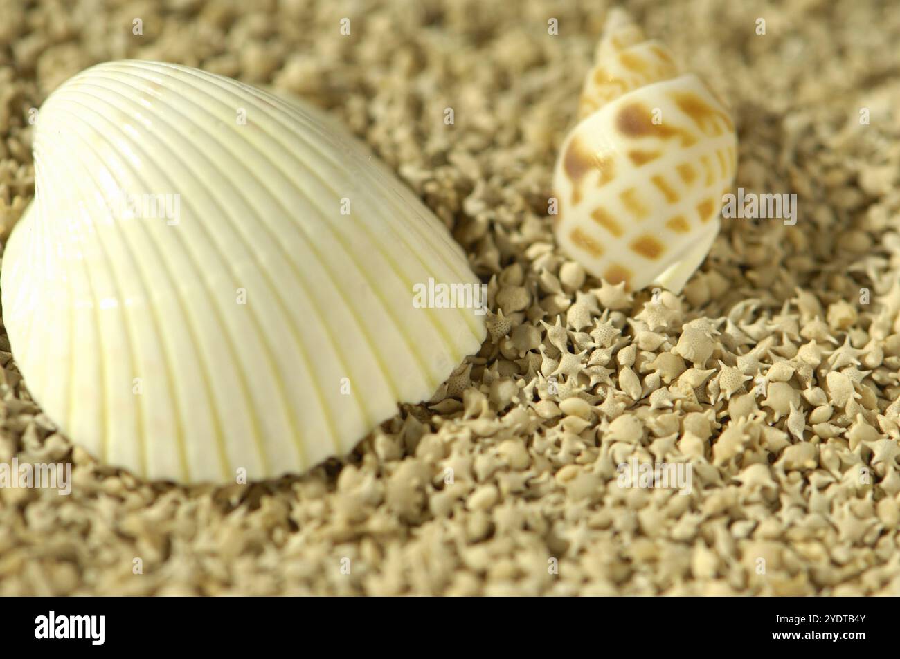 Foraminifera star hi-res stock photography and images - Alamy