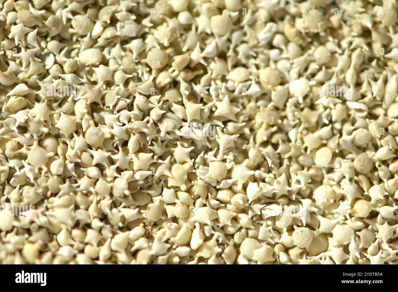 Foraminifera hi-res stock photography and images - Alamy