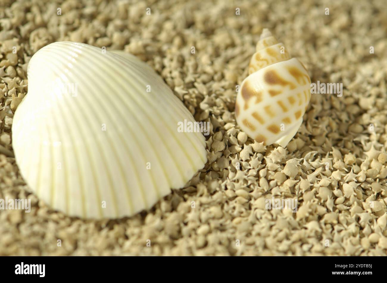 Foraminifera star hi-res stock photography and images - Alamy