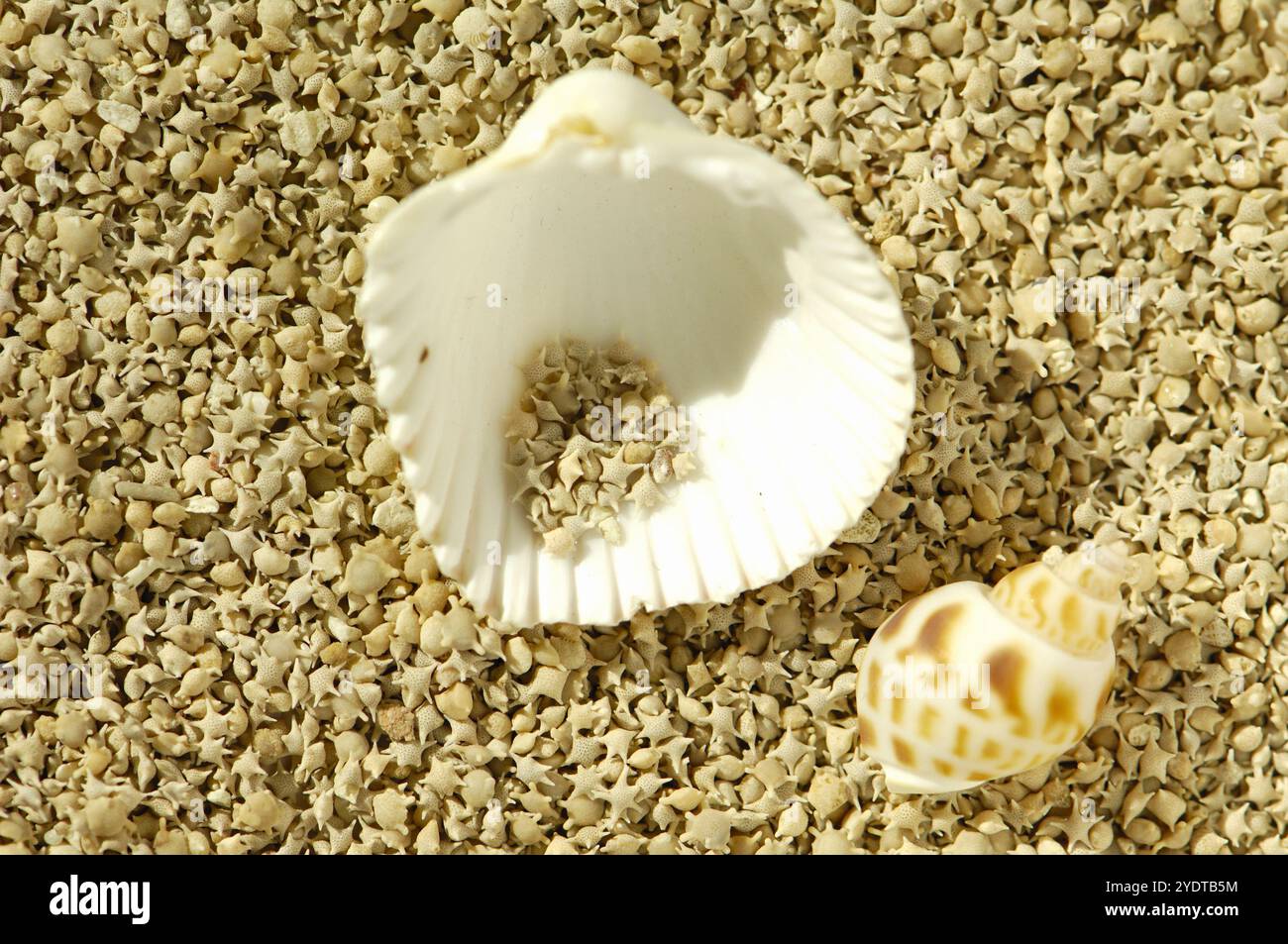 Foraminifera star hi-res stock photography and images - Alamy