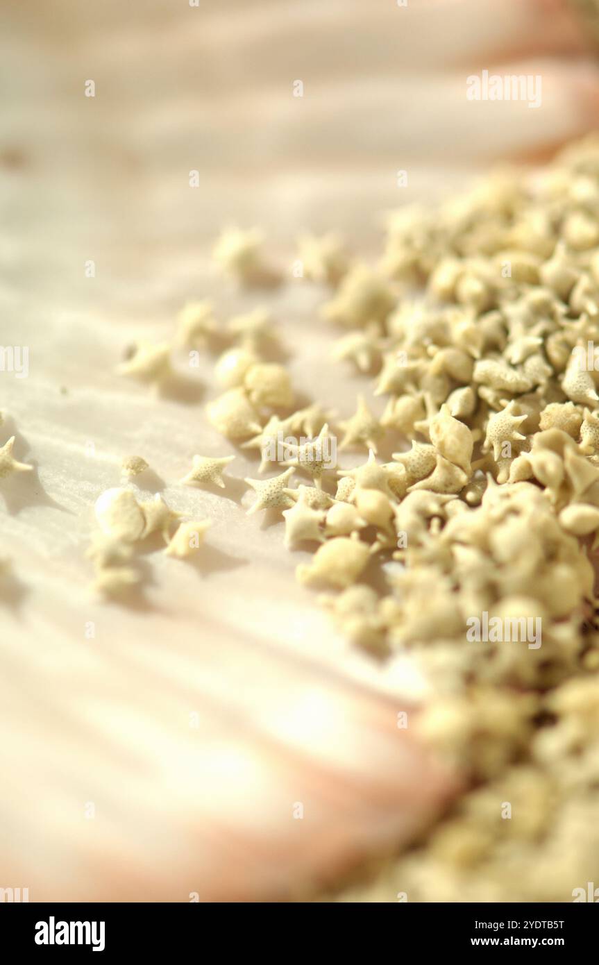 Star sand and shells Stock Photo - Alamy