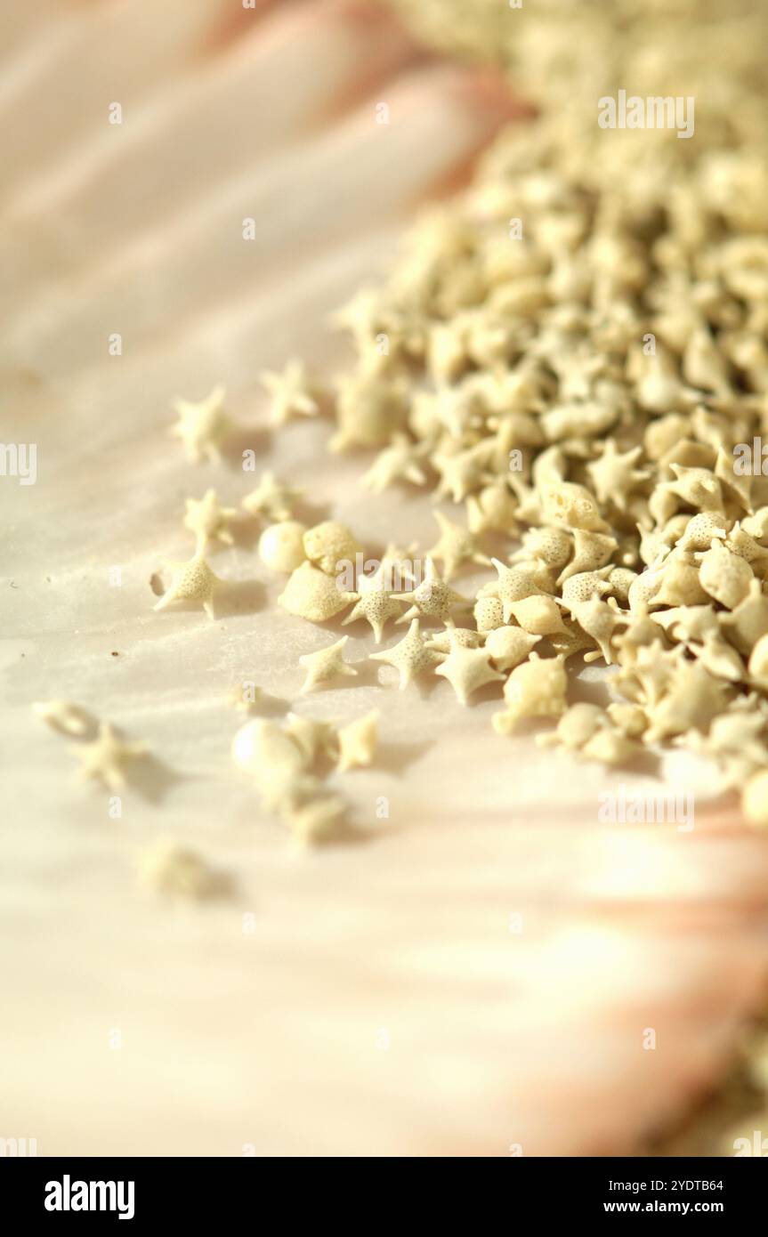 Foraminifera sand star hi-res stock photography and images - Alamy