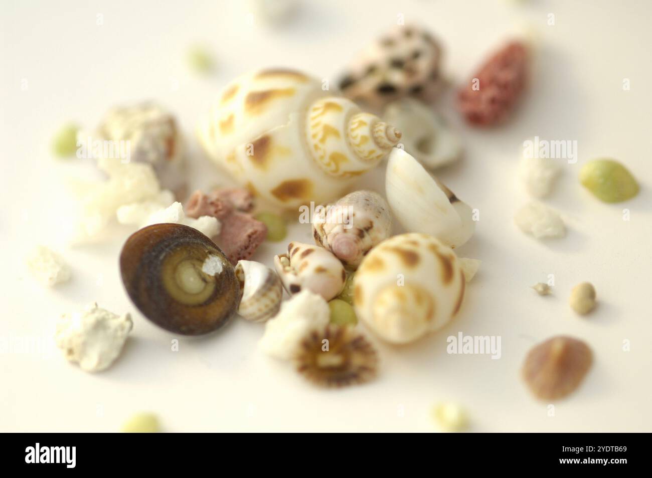 Foraminifera star hi-res stock photography and images - Alamy