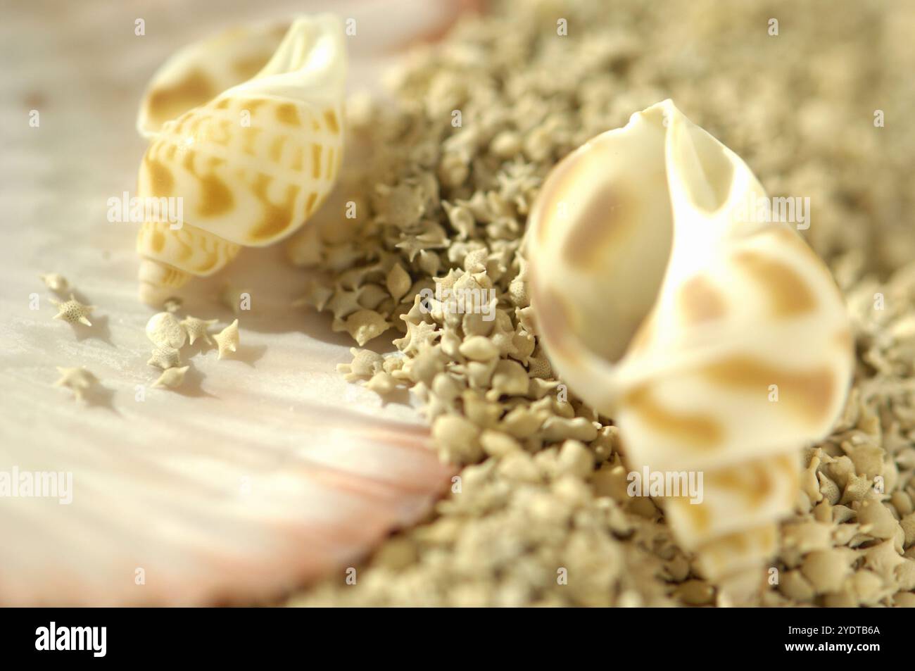 Foraminifera star hi-res stock photography and images - Alamy