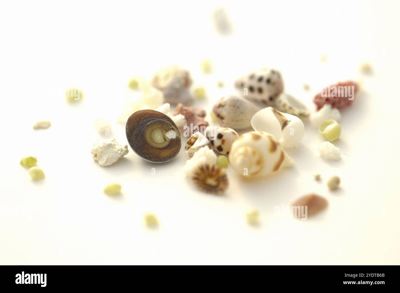 Foraminifera star hi-res stock photography and images - Alamy