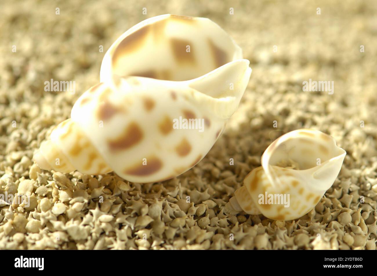 Foraminifera sand star hi-res stock photography and images - Alamy