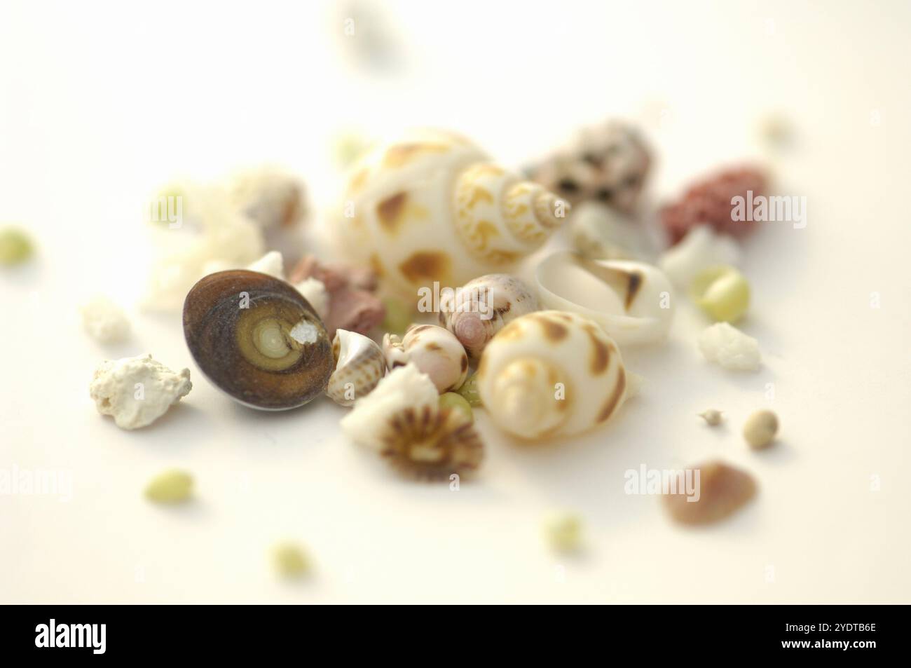Foraminifera sand star hi-res stock photography and images - Alamy