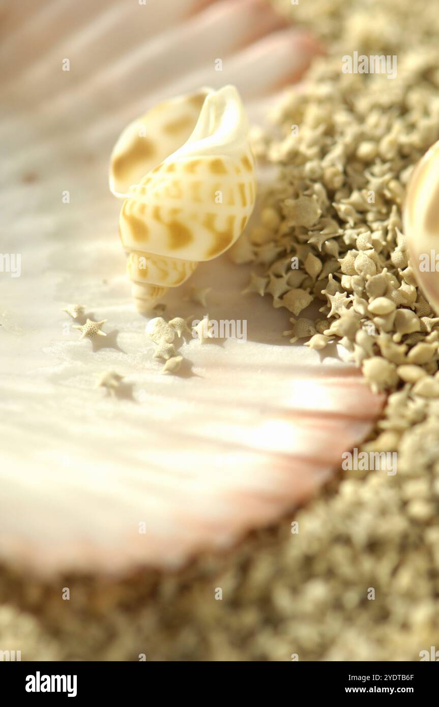Foraminifera star hi-res stock photography and images - Alamy