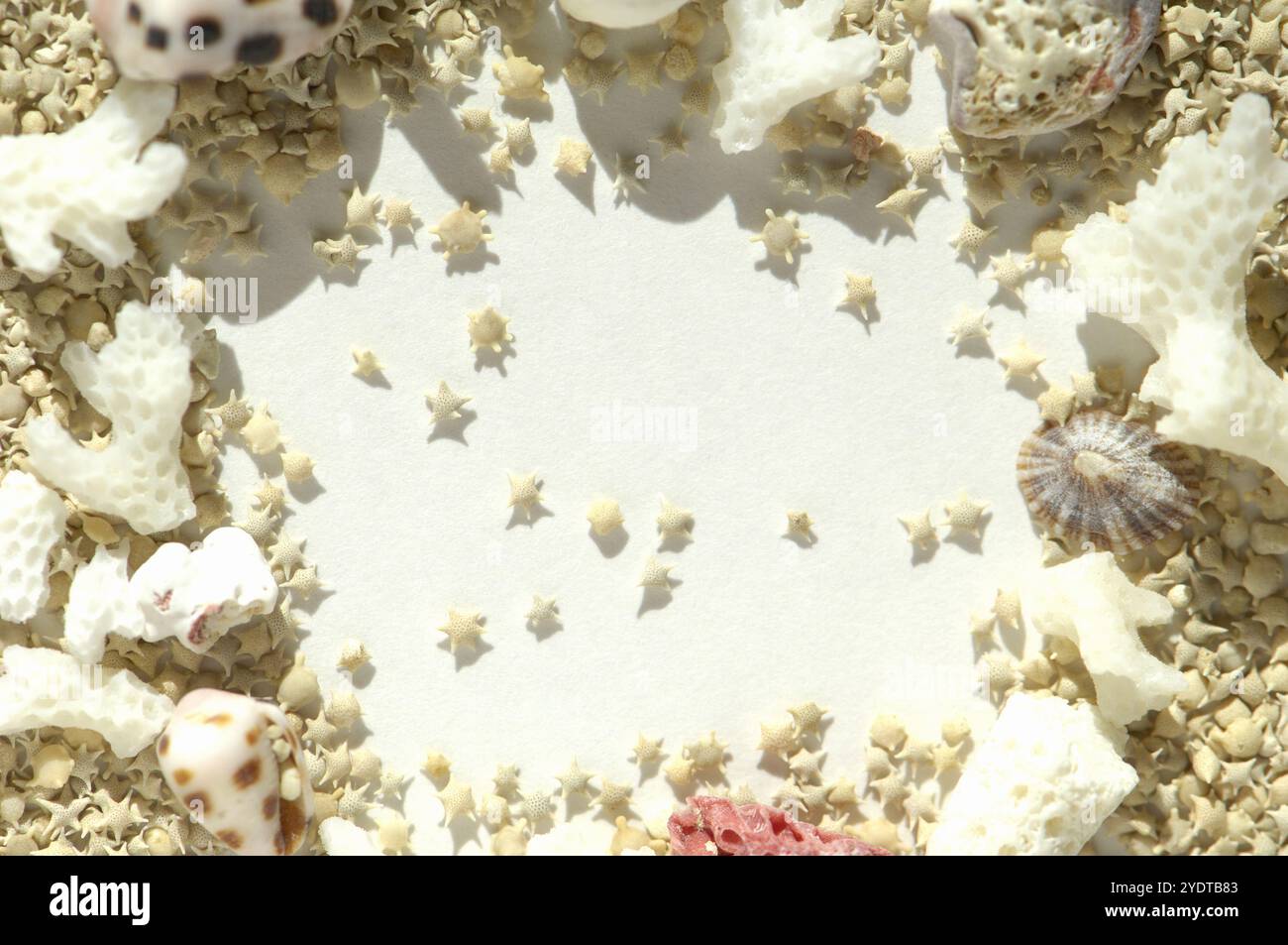 Foraminifera star hi-res stock photography and images - Alamy