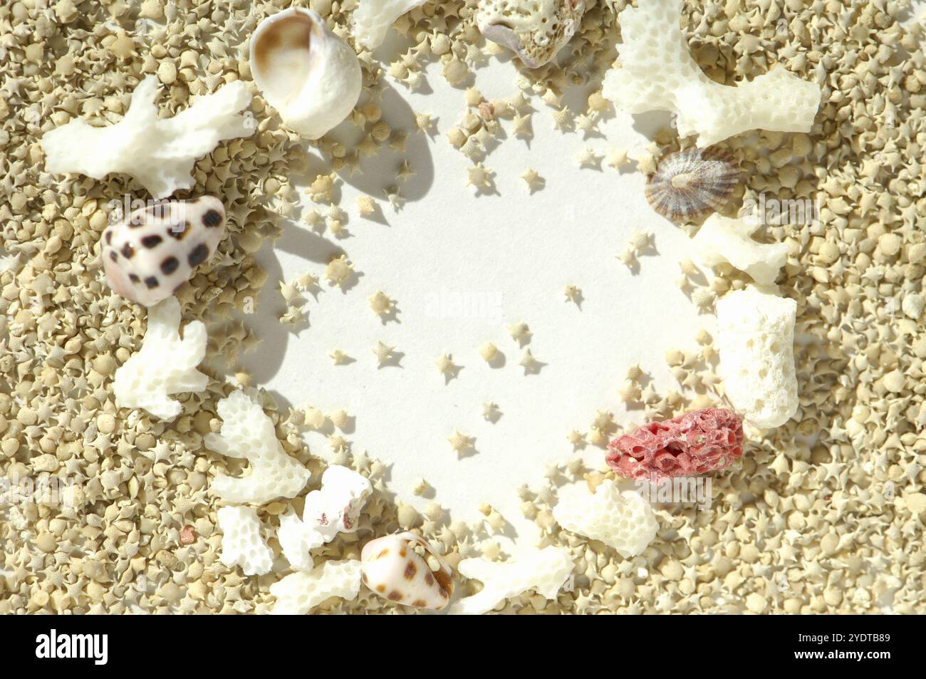 Foraminifera star hi-res stock photography and images - Alamy