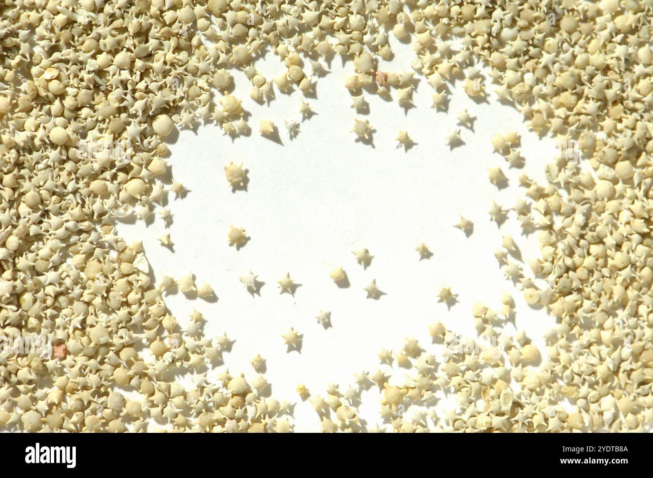 Foraminifera sand star hi-res stock photography and images - Alamy