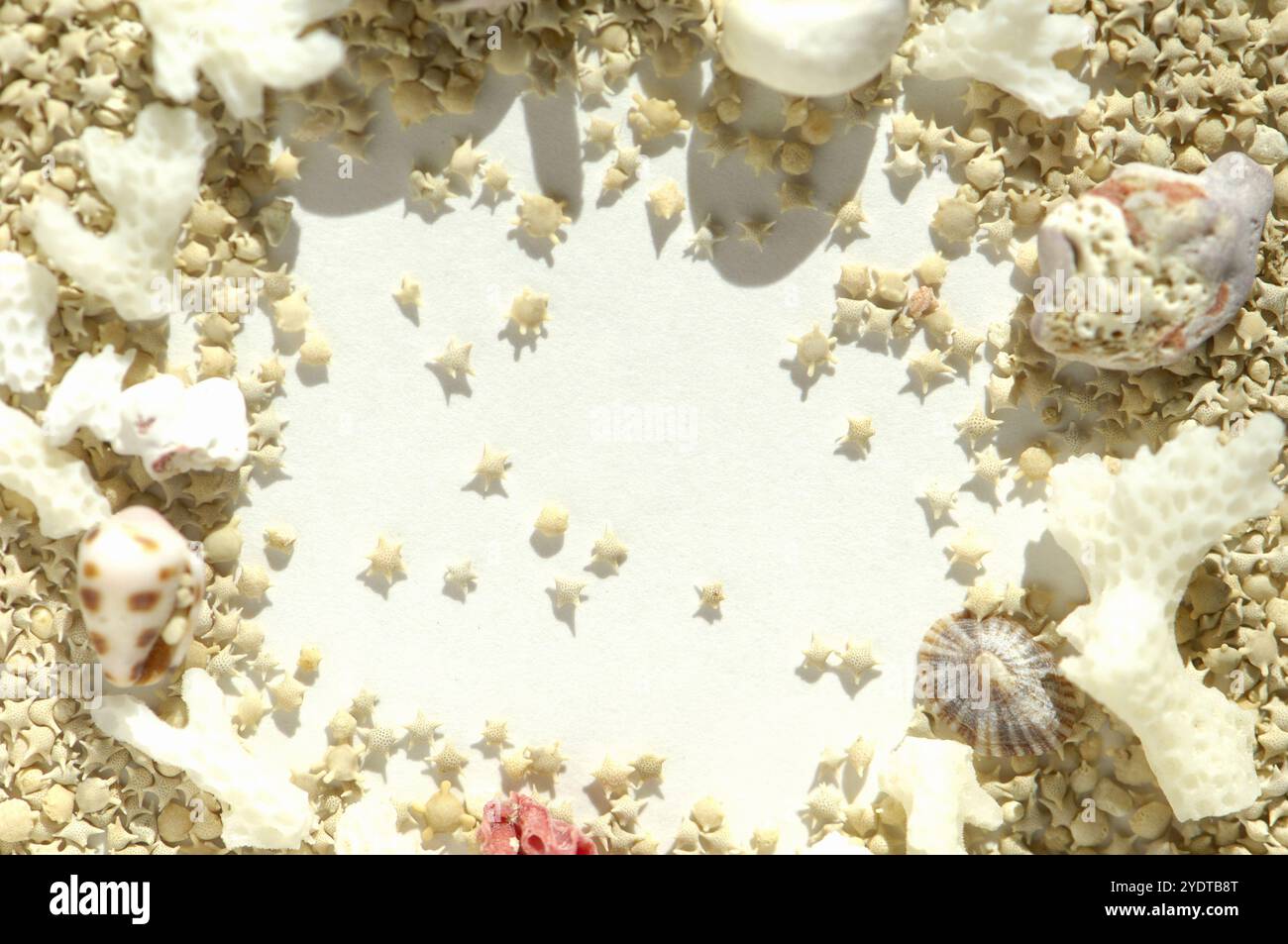 Foraminifera star hi-res stock photography and images - Alamy