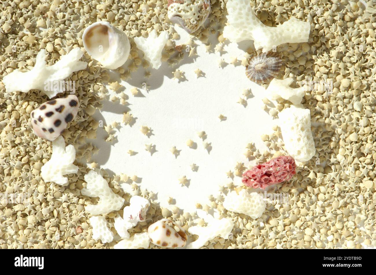 Star sand and shells Stock Photo - Alamy