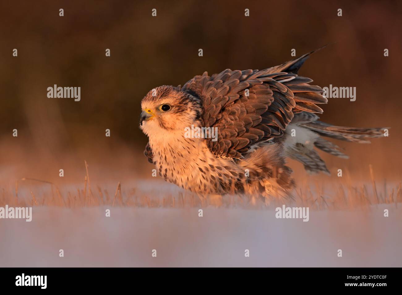 Saker falcon Falco cherrug bird wild northern sparrowhawk wildlife prey ...
