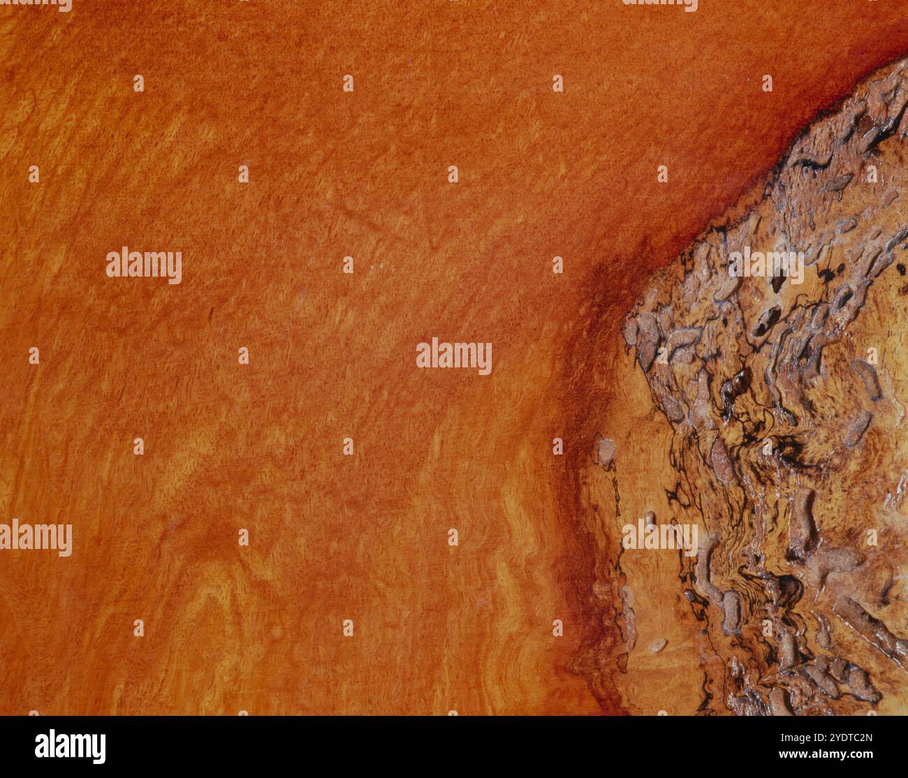 Grain of trees Stock Photo - Alamy