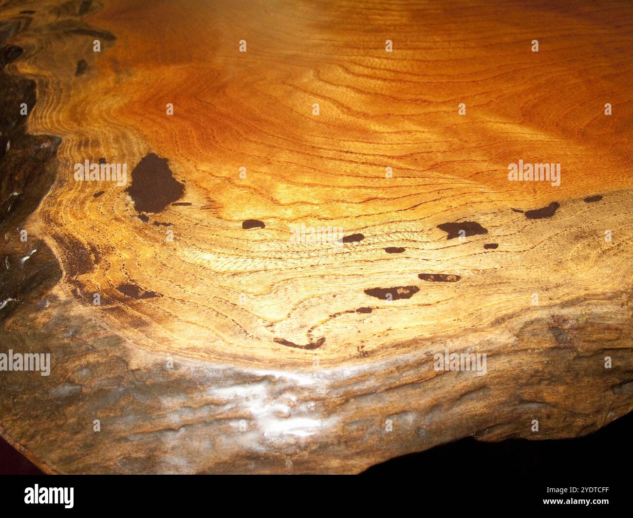 Tree visual hi-res stock photography and images - Alamy