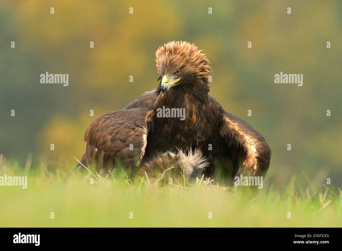 Golden eagle Aquila chrysaetos wildlife prey nature predator beautiful ...