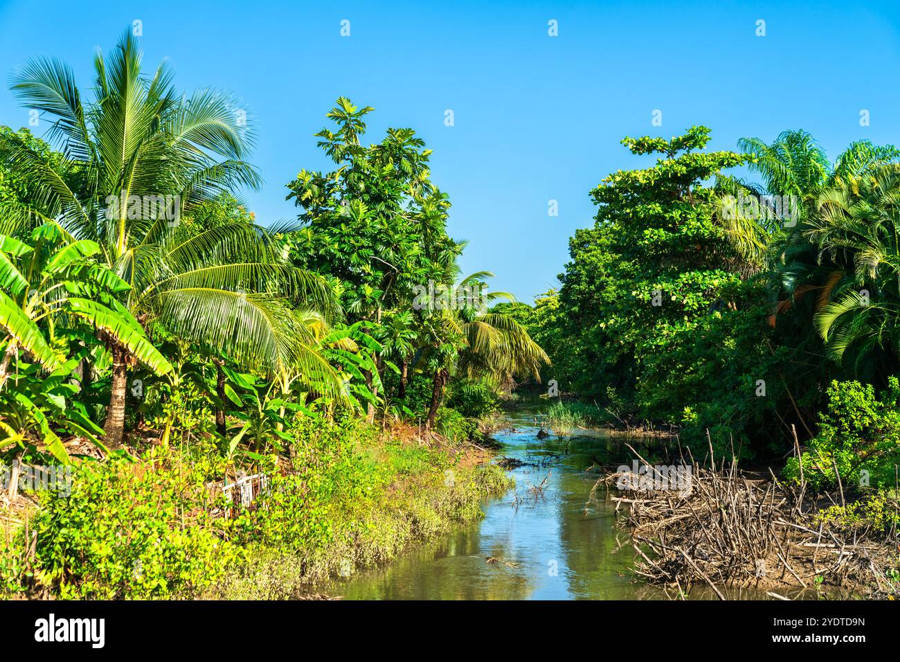 Tropical landscape with palm trees in Kourou, French Guiana, South ...