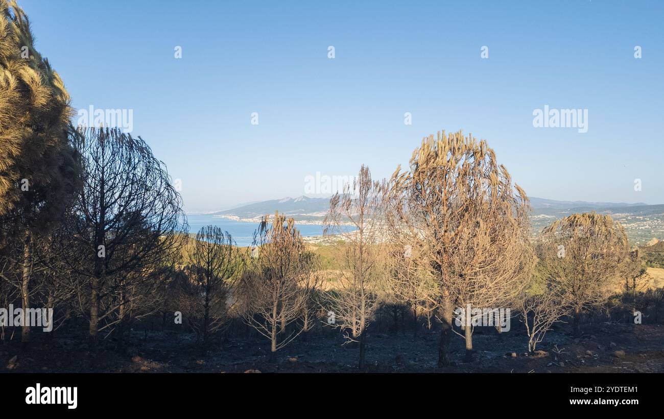 Completely burnt trees after fire in a forest Stock Photo - Alamy