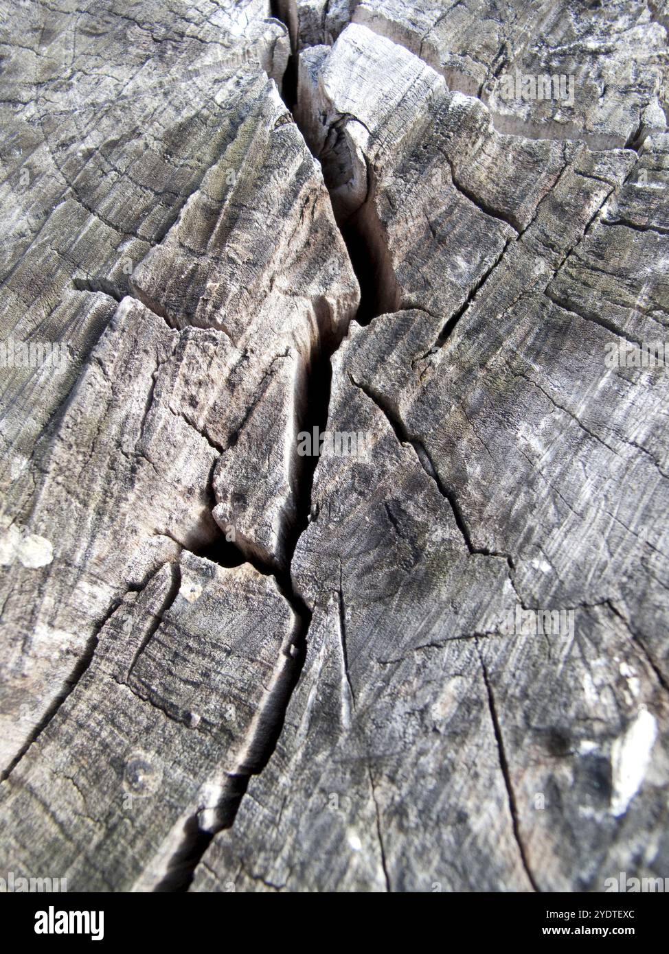 Cracks in log hi-res stock photography and images - Alamy