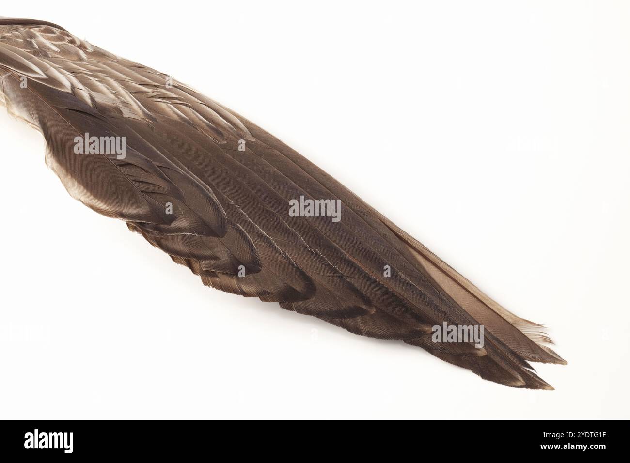 Hake on pigeon wings Stock Photo - Alamy