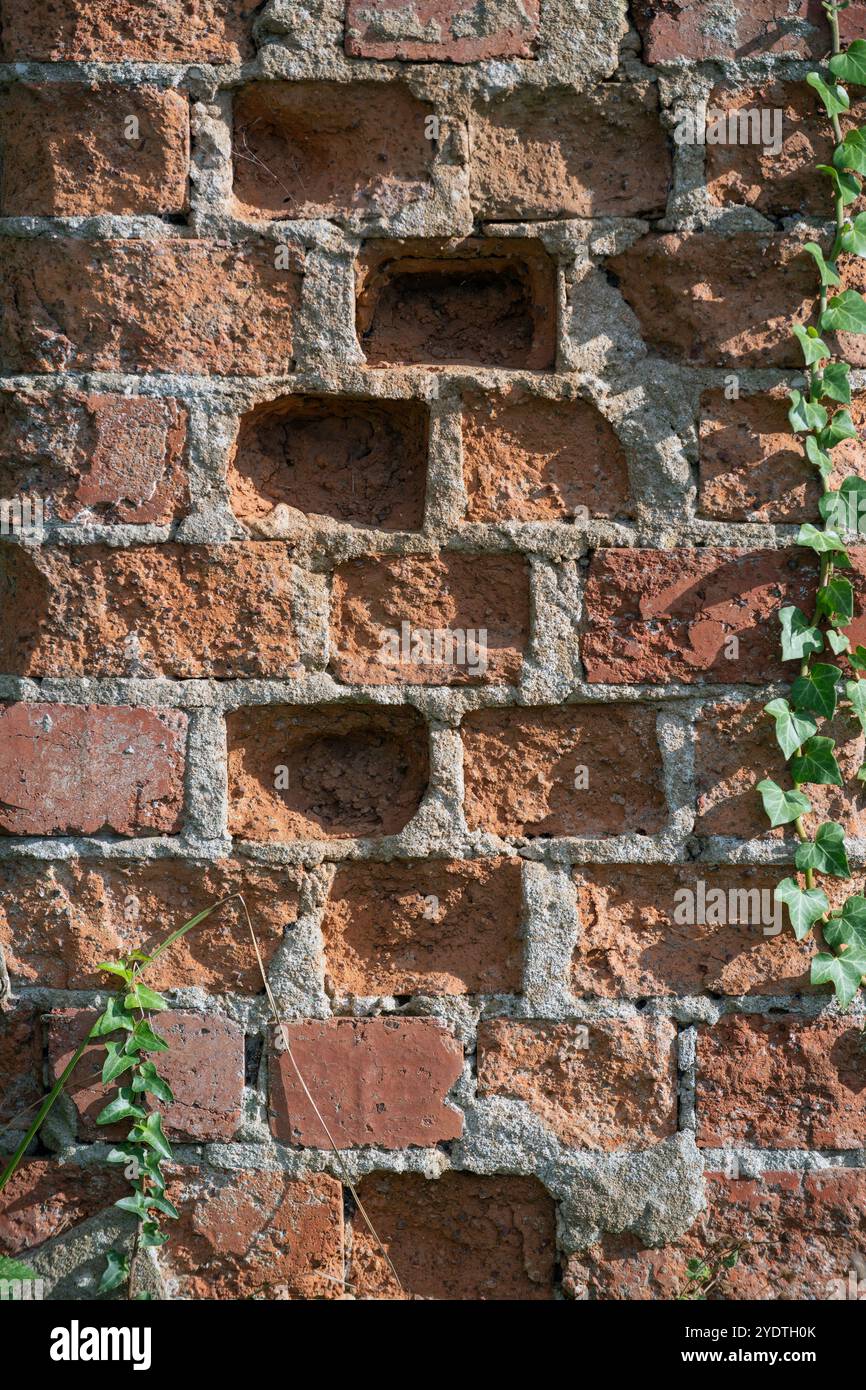 A weathered brick wall shows age with missing bricks and creeping ivy ...