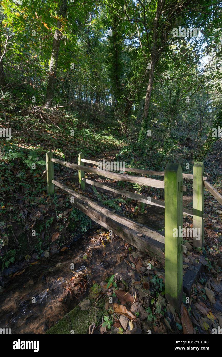 Footbridge over a narrow stream in a Jersey woodland Stock Photo - Alamy