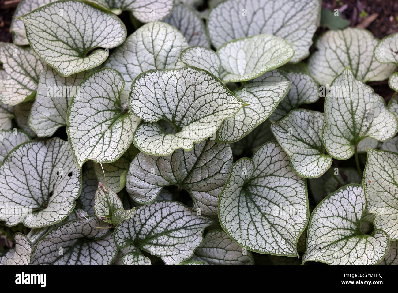 Heartleaf brunnera, Siberian bugloss, Brunnera macrophylla Jack Frost ...