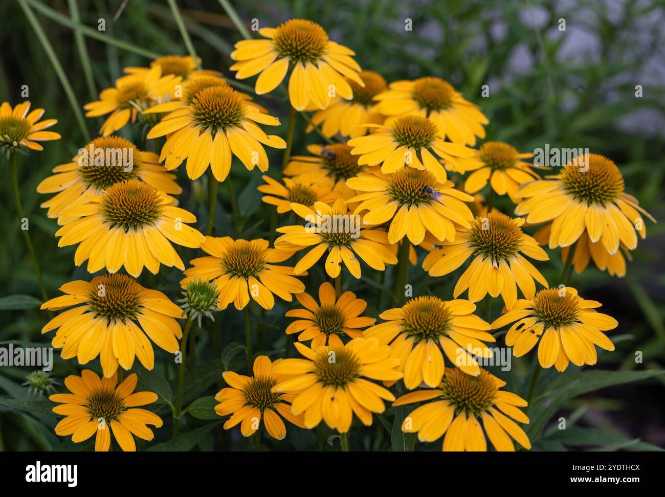 Flowers of Echinacea - an herb stimulating the immune system Stock ...