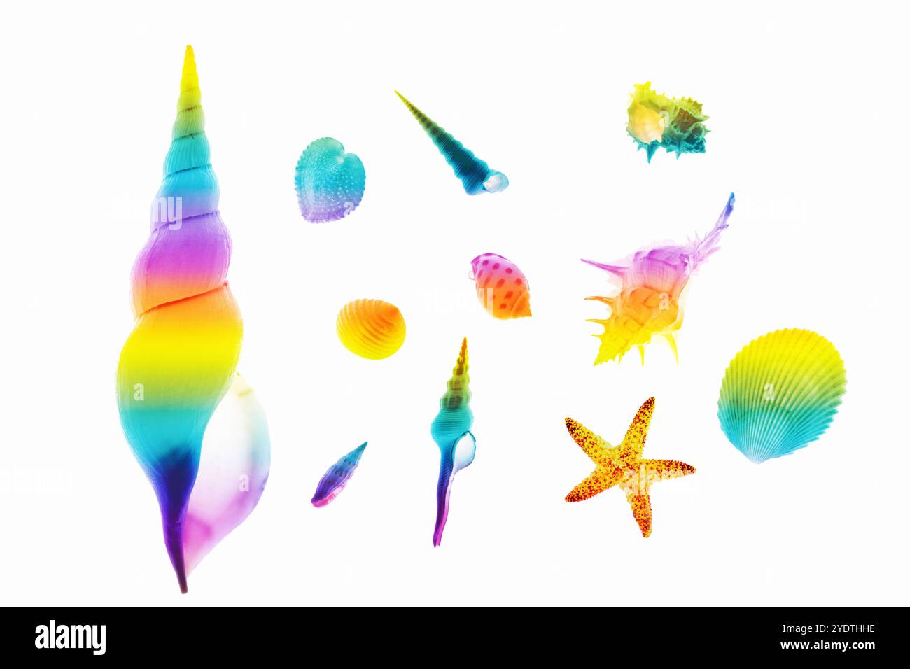 Shells snail shell starfish Cut Out Stock Images & Pictures - Alamy