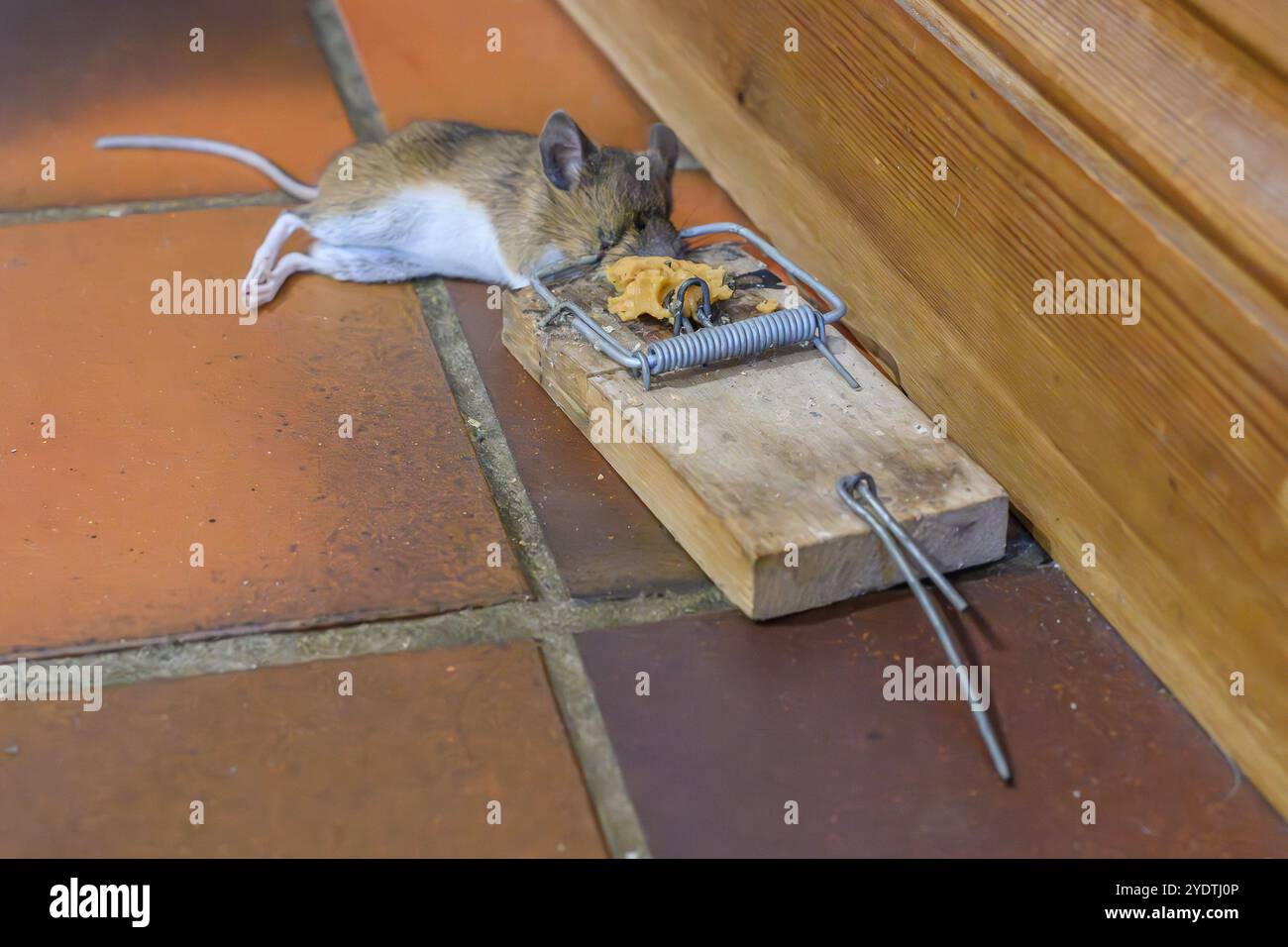Mouse skirting board hi-res stock photography and images - Alamy