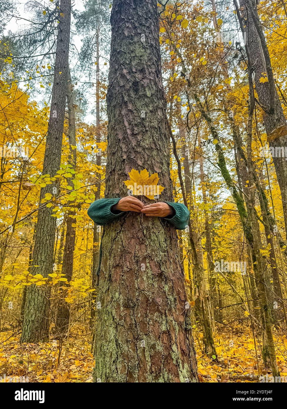 female arms hugging the tree with yellow maple tree . High quality ...
