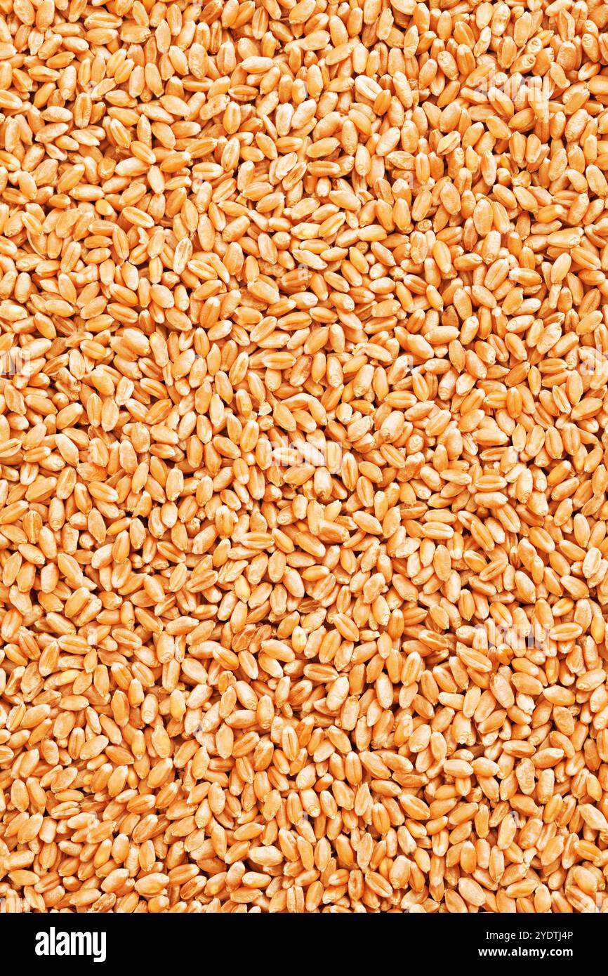 Grain wheat agriculture particle hi-res stock photography and images ...