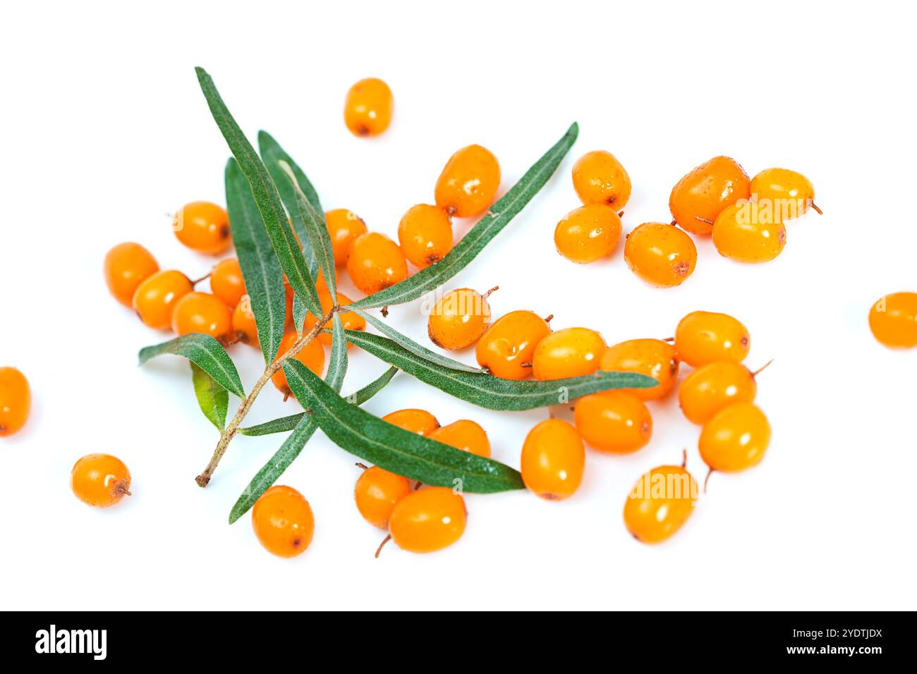 Fruits of sea buckthorn. Latin, Hippophae, isolated on white background ...