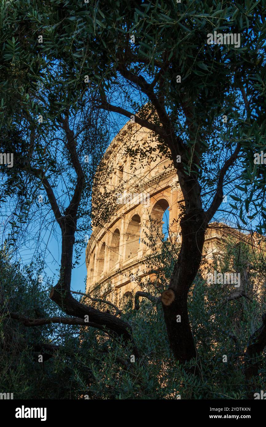 a glimpse of the facade of the Colosseum seen through the branches of ...