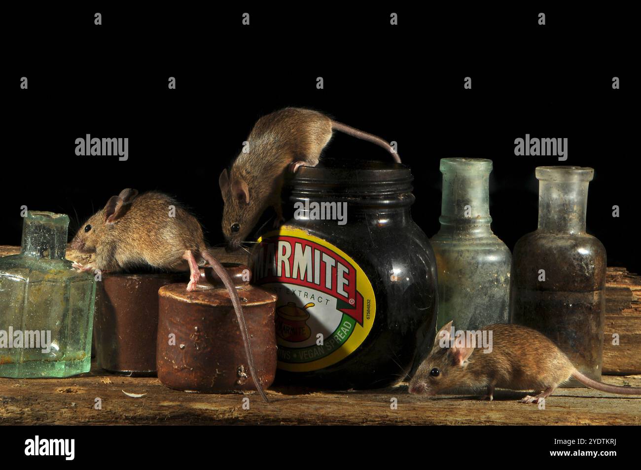 Adult house mice Dorset, UK Stock Photo - Alamy