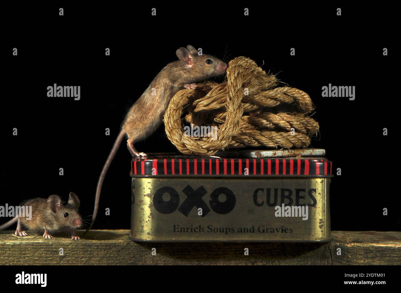 Adult house mice Dorset, UK Stock Photo - Alamy